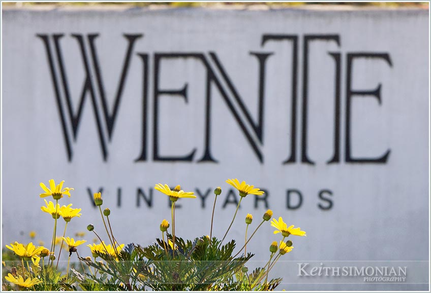 Wente Vineyards | Livermore - Keith Simonian Photography